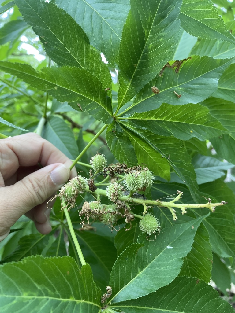 Texas Buckeye from Pleasant Grove, Dallas, TX, US on April 6, 2023 at ...