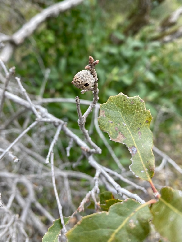 Dried Peach Gall Wasp from Bidwell Park, Chico, CA, US on April 01 ...