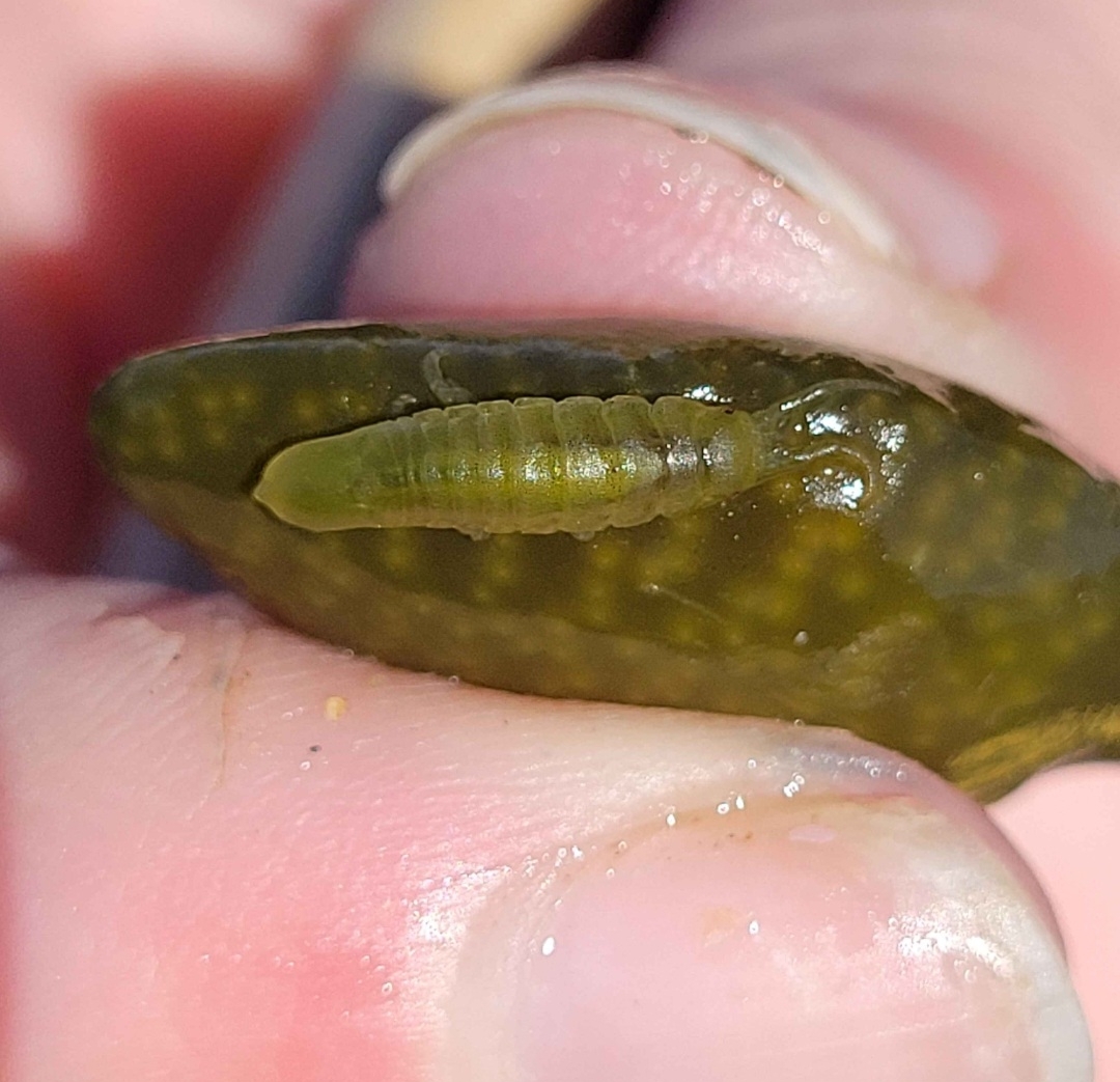 Idotea granulosa Rathke, 1843