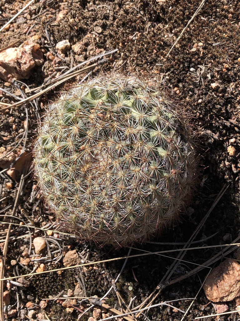 Mountain Ball Cactus from Cub Creek Park, Evergreen, CO, US on April 06 ...