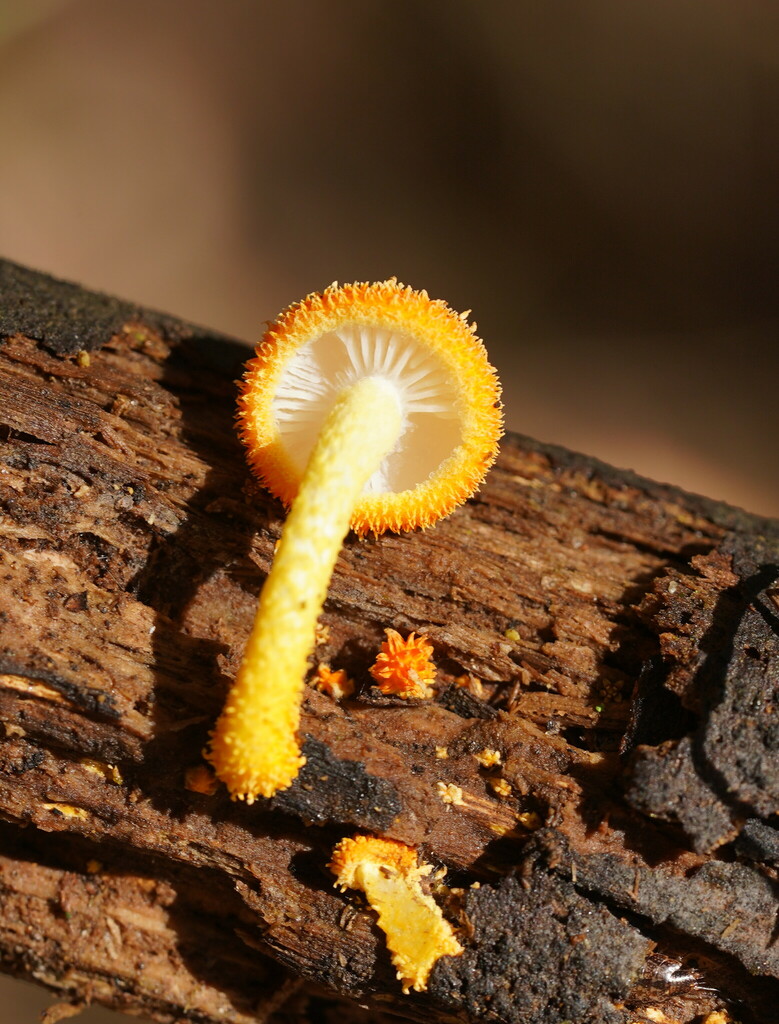 Golden-scruffy Collybia from Powelltown VIC 3797, Australia on April 3 ...