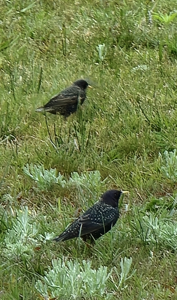 European Starling from Sete Cidades, Portugali on April 6, 2023 at 05: ...
