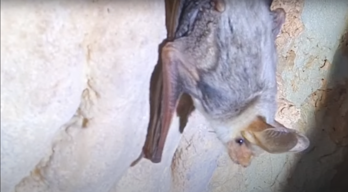 Myotis punicus Felten, Spitzenberger & Storch, 1977