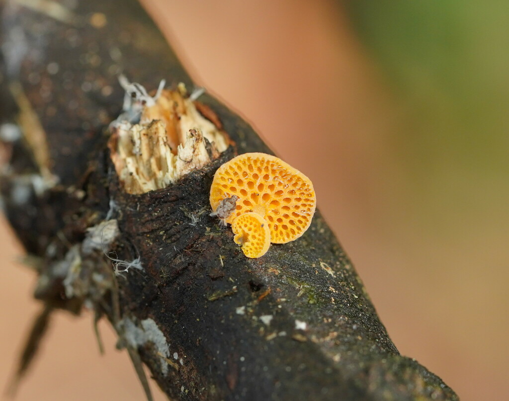orange pore fungus from Powelltown VIC 3797, Australia on April 03 ...