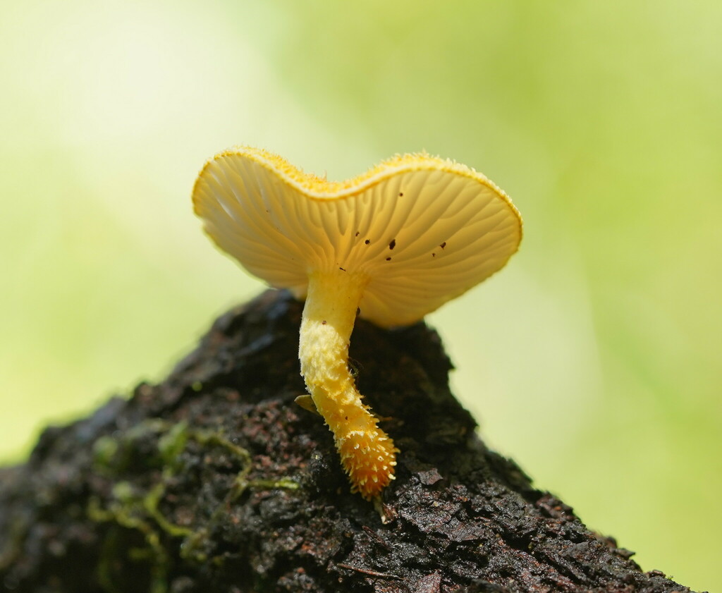 Golden-scruffy Collybia from Powelltown VIC 3797, Australia on April 03 ...