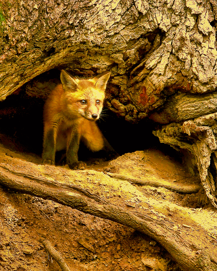 Red Fox from Northumberland County, PA, USA on May 03, 2016 at 10:40 AM ...