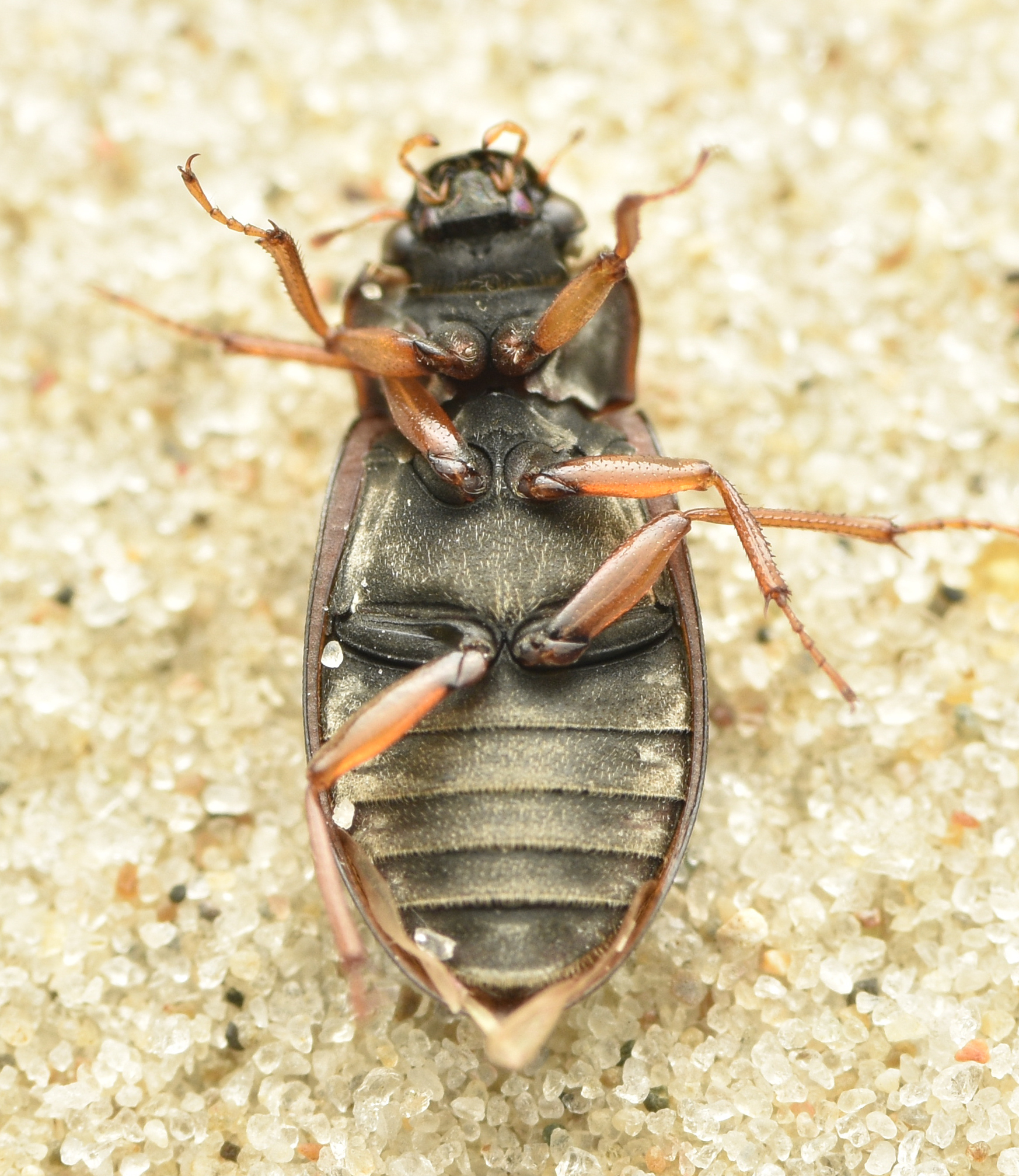 Helophoridae