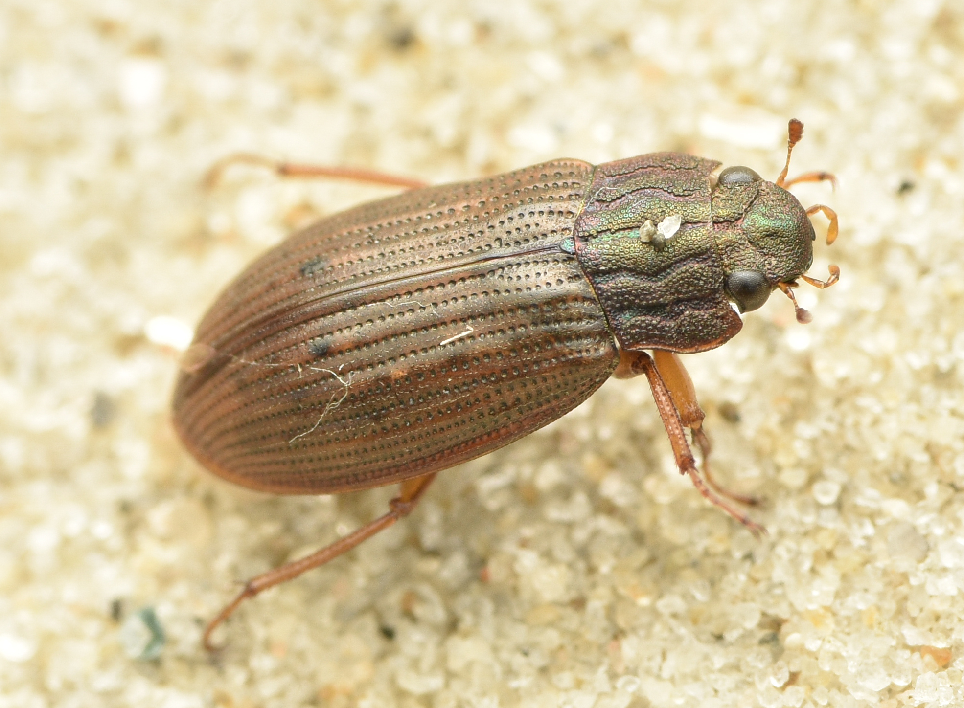 Helophoridae