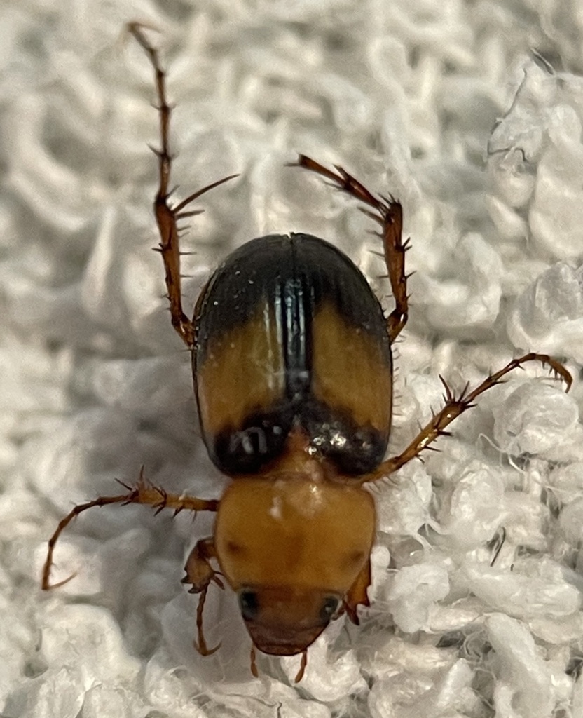 Phyllotocus bimaculatus from Boundary Tk E, Frankston South, VIC, AU on ...