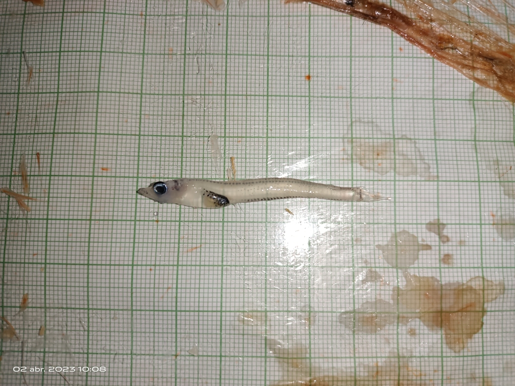 Antarctic Silverfish from Joinville Island Group on April 2, 2023 at 10 ...