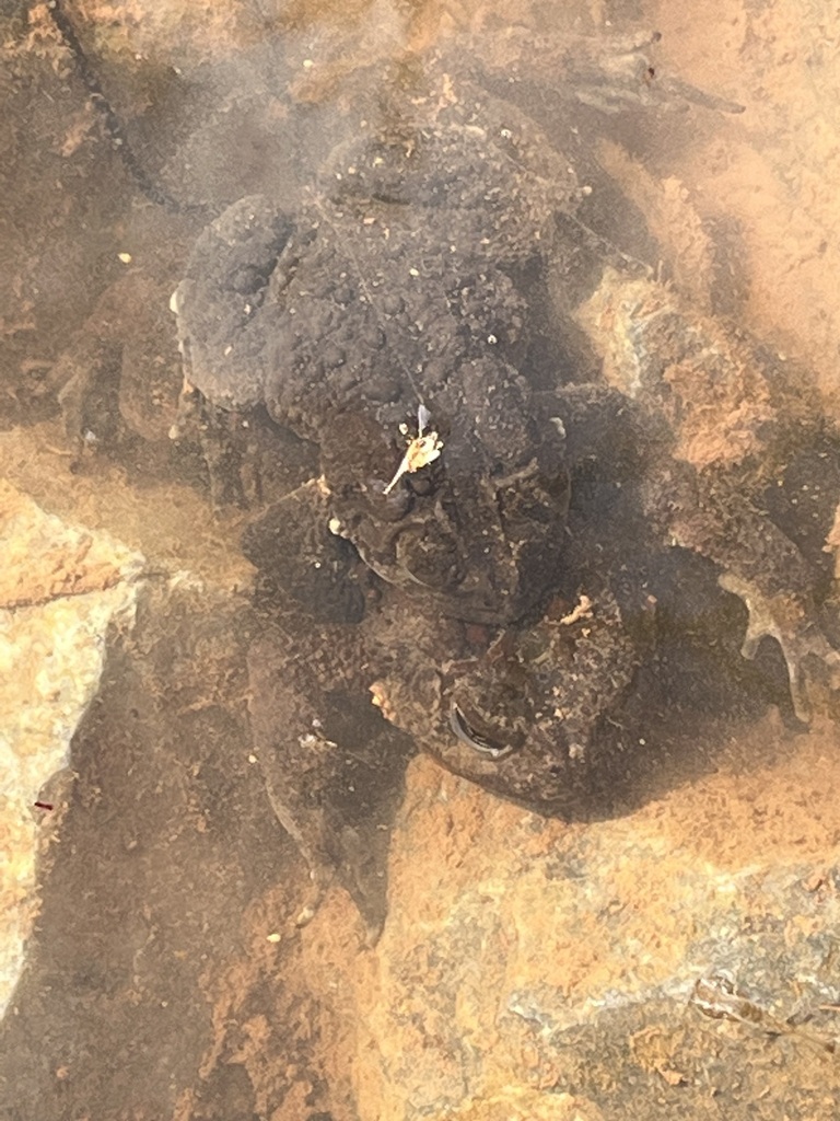 Eastern American Toad from Lebanon County, PA, USA on April 6, 2023 at ...