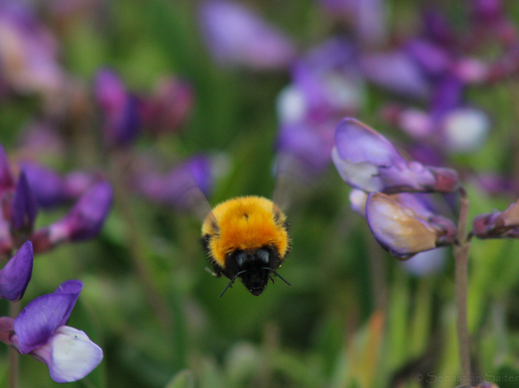 Giant Bumble Bee in December 2016 by Sebastián Saiter V. · iNaturalist