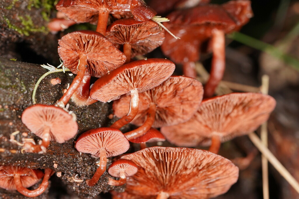 Burgundy Wood Tubaria from Ada VIC 3833, Australia on April 03, 2023 at ...