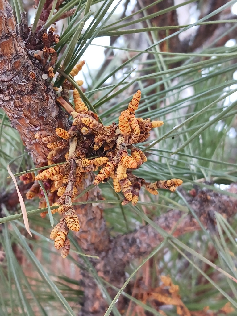 Western Dwarf-Mistletoe from La Grande, OR 97850, USA on April 06, 2023 ...