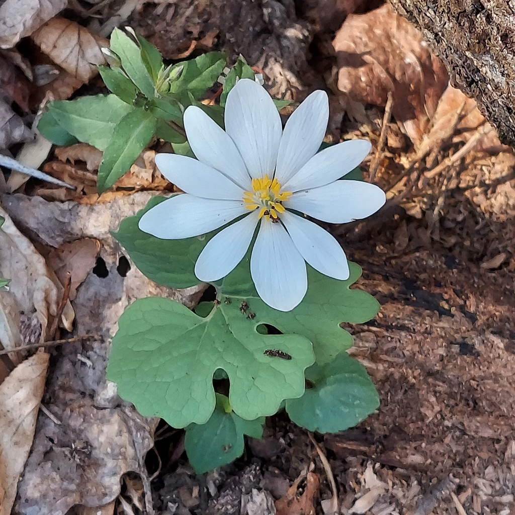 bloodroot from Rose River Fire Road Trailhead on April 05, 2023 at 10: ...