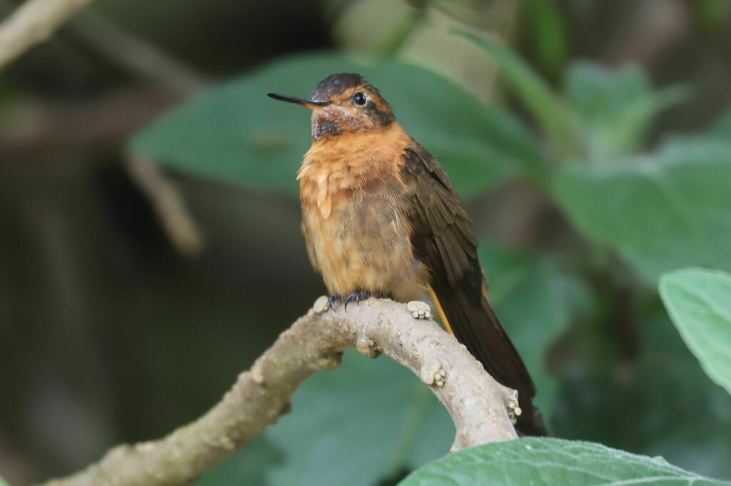 Shining Sunbeam from Metropolitan District of Quito, Ecuador on March ...