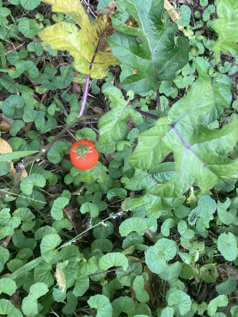 Cockroach Berry in April 2023 by lonerr2 · iNaturalist