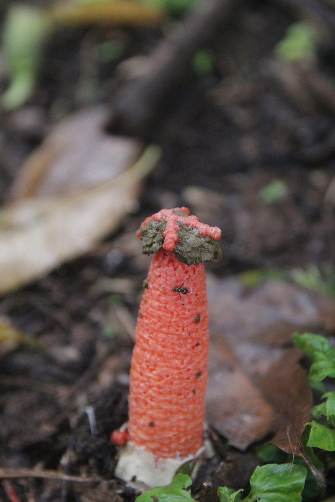 Lysurus from Santa Bárbara, Jujuy, Argentina on April 01, 2023 at 09:28 ...