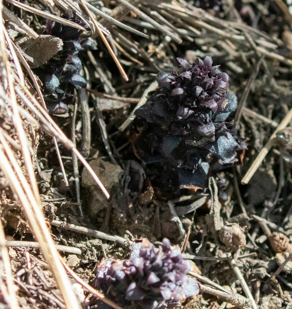 Chaparral Broomrape from Mount Diablo State Park, Contra Costa County ...