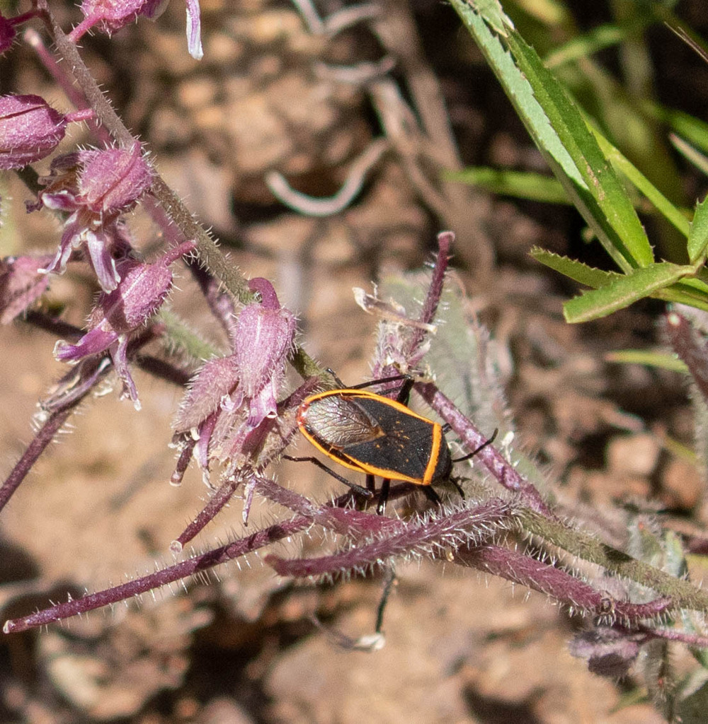 California Bordered Plant Bug from Mount Diablo State Park, Contra ...