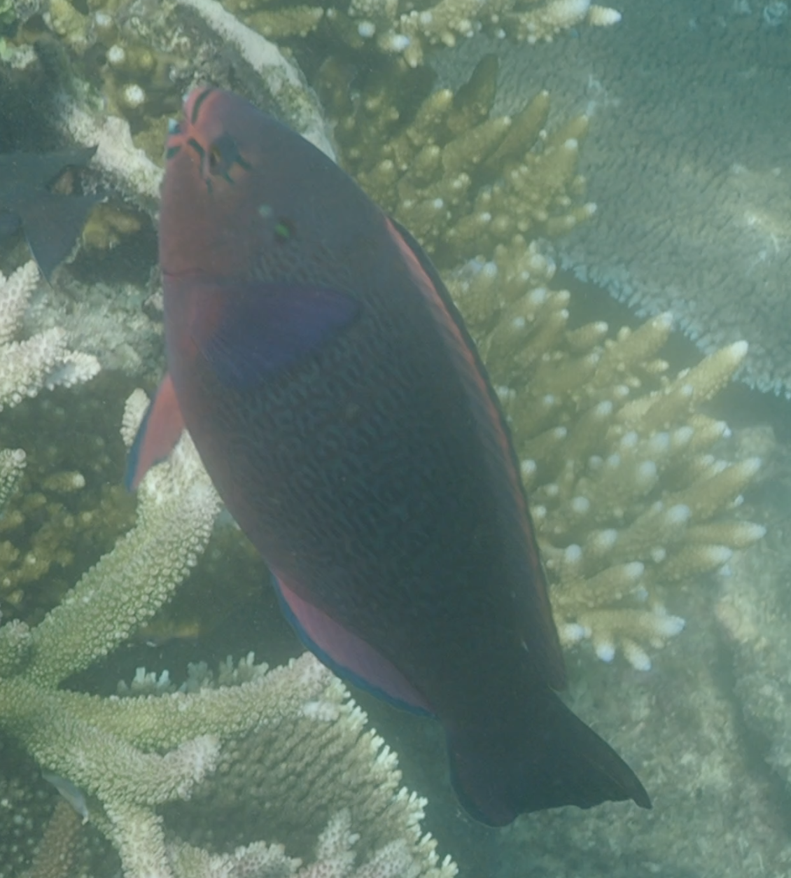 Scarus niger Forsskål, 1775