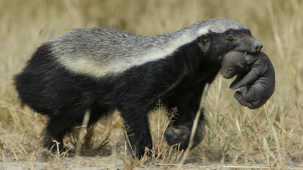 Ratel (Mellivora capensis) - Know Your Mammals