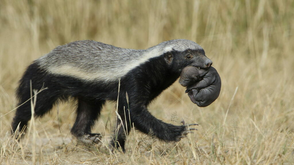 Ratel (Mellivora capensis) - Know Your Mammals