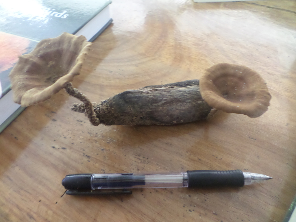 Panus velutinus from Base Alto Cuieiras - INPA on May 29, 2019 at 01:40 ...