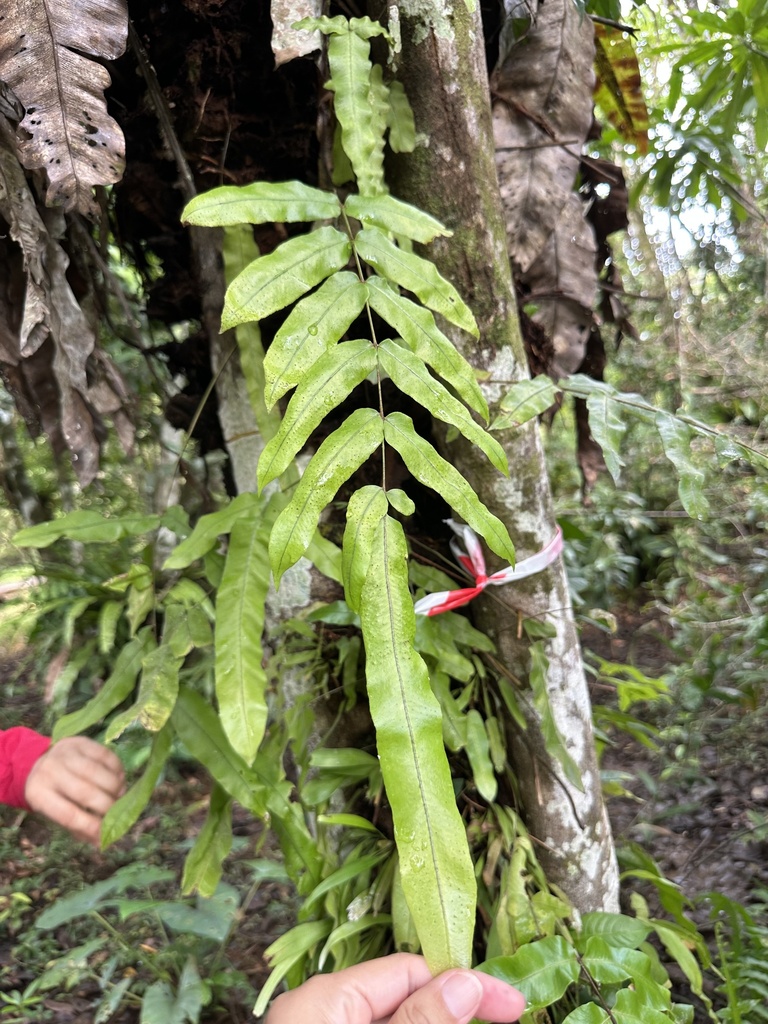 Polypodiales from 峇哥国家公园, Kuching, 砂拉越, MY on April 6, 2023 at 10:15 AM ...