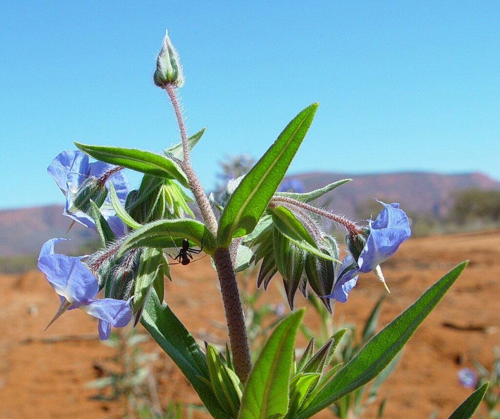 camel bush from East Lyons River WA 6705, Australia on July 3, 2003 by ...