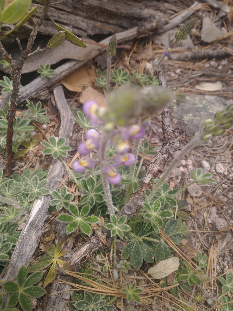 Lupinus montanus from Temósachic, MX-CH, MX on April 5, 2023 at 01:39 ...
