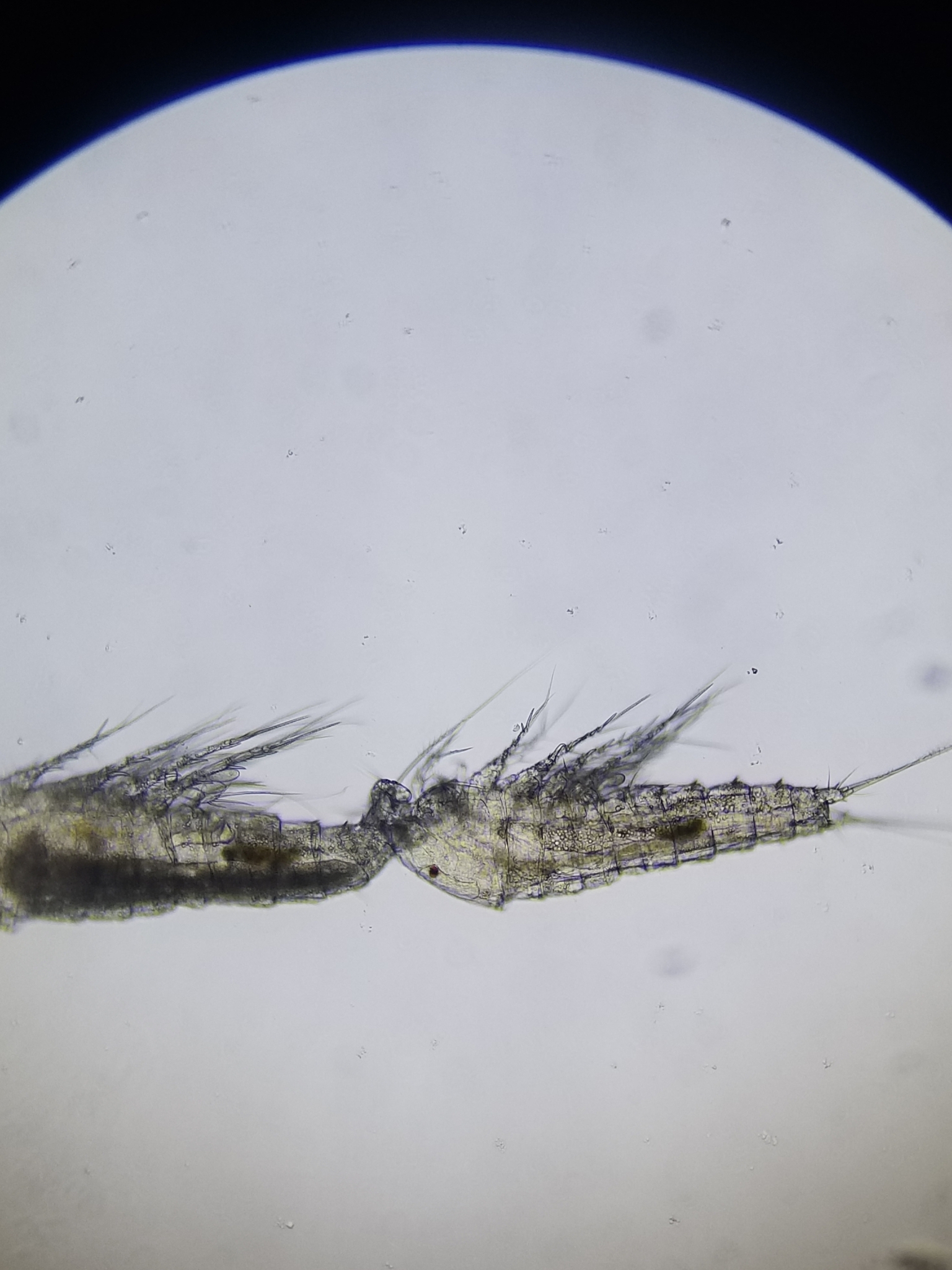 Canthocamptidae