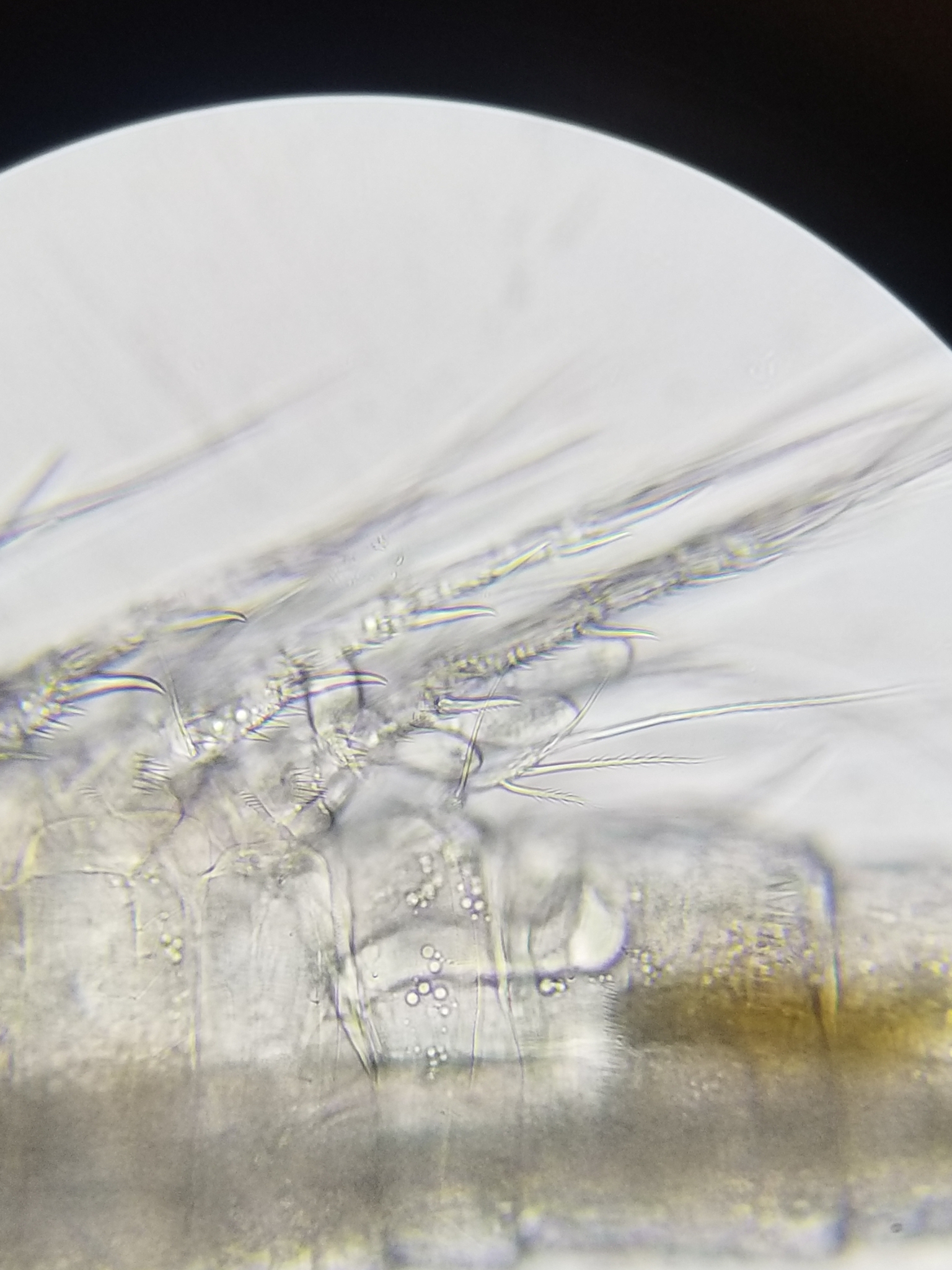 Canthocamptidae