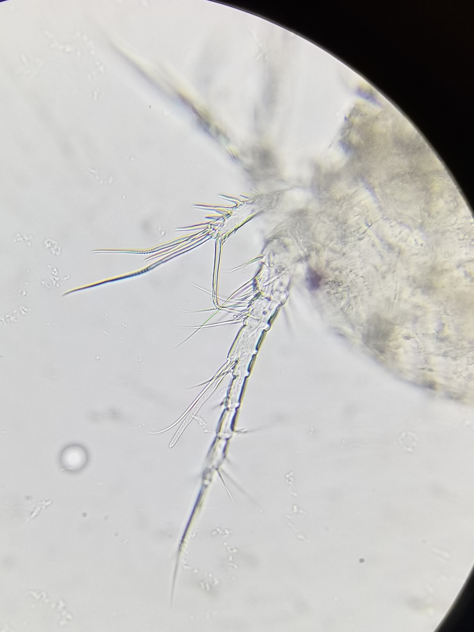 Canthocamptidae