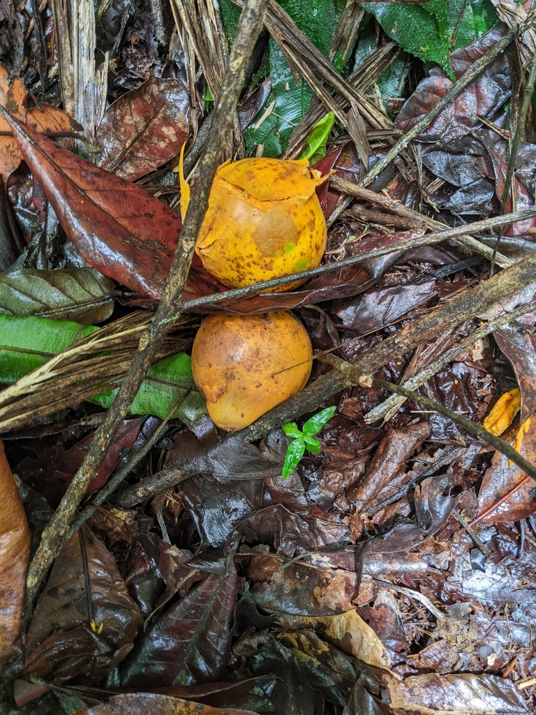 Pouteria multiflora from Sabana, Luquillo, Puerto Rico on April 6, 2023 ...