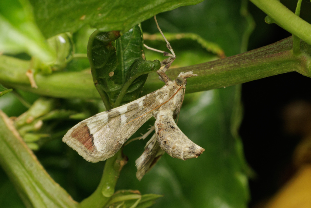 Poroporo fruit borer in April 2023 by Andrew Humpage · iNaturalist