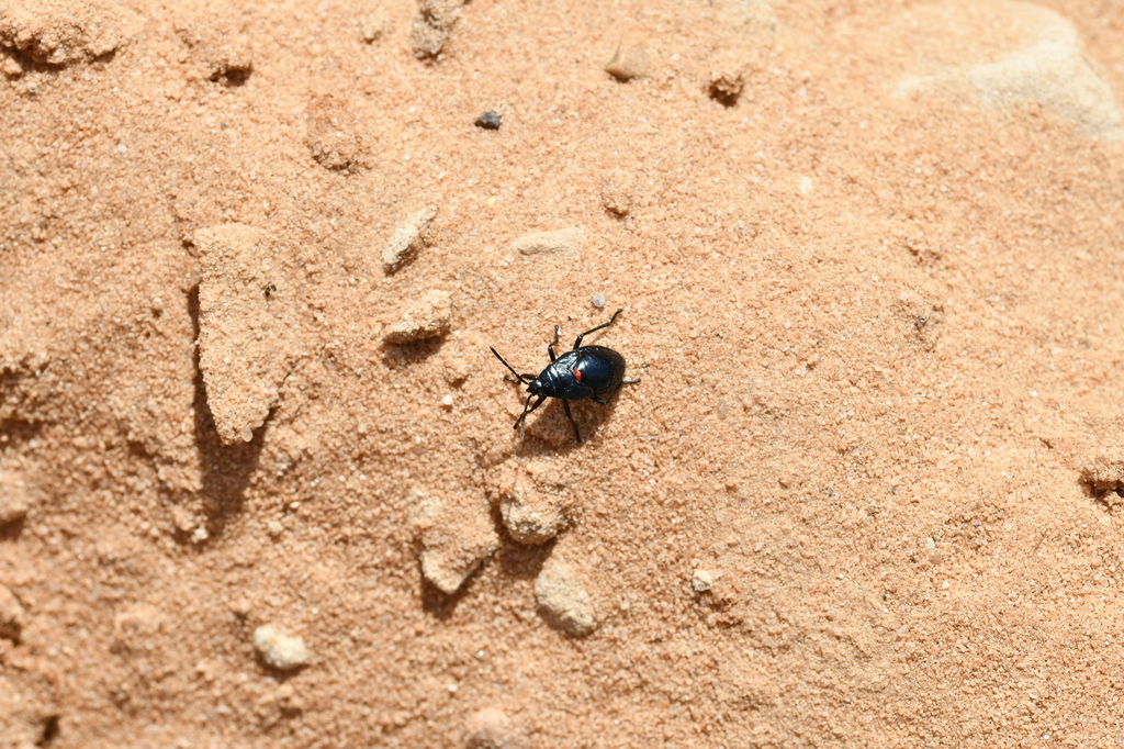 Pentatomomorph Bugs from Hidalgo, Coah., México on April 04, 2023 at 11 ...
