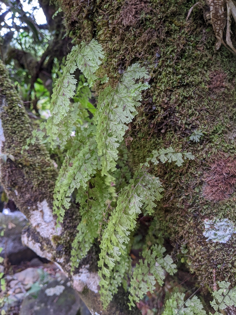 Filmy Ferns and Bristle Ferns from Sabana, Luquillo, Puerto Rico on ...