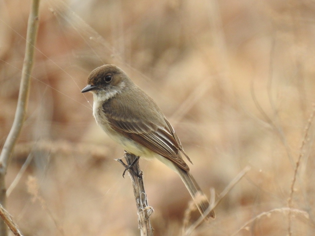 Eastern Phoebe from Table Rock State Park, Hollister, MO, US on April ...