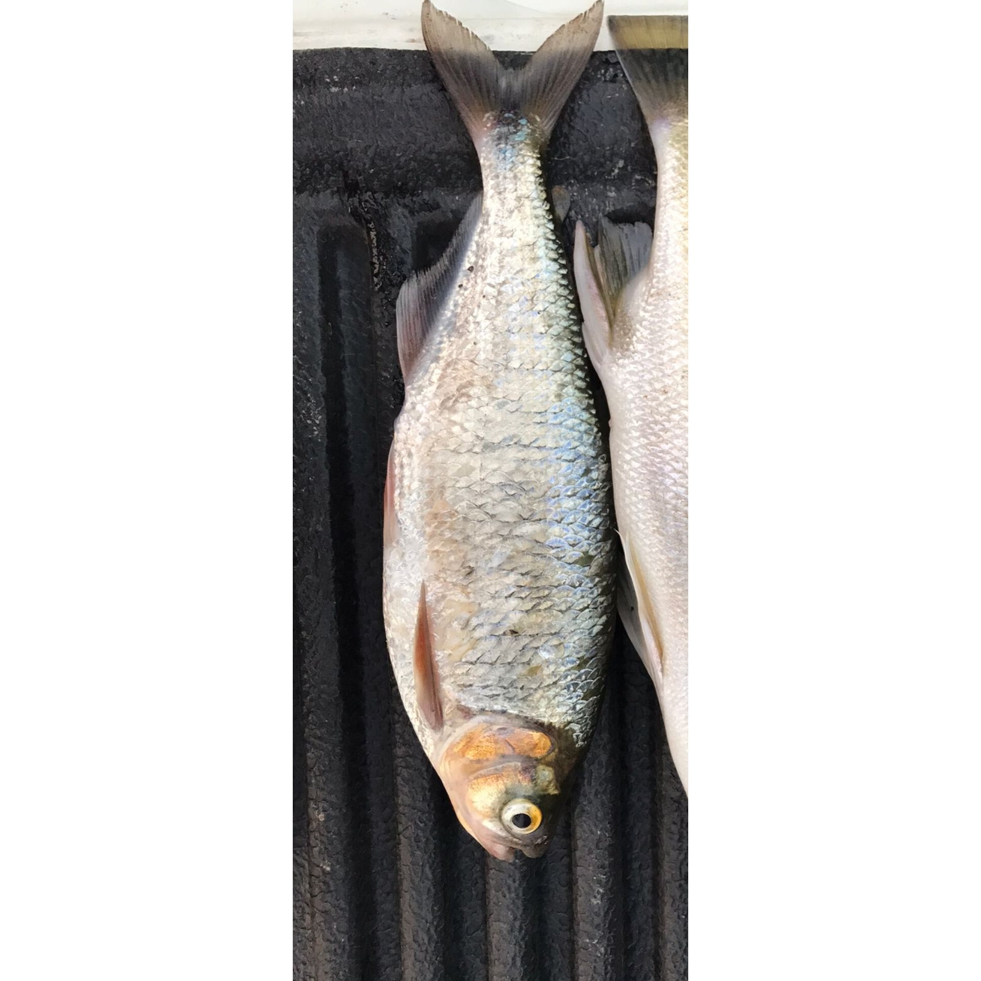 Brycon guatemalensis Regan, 1908