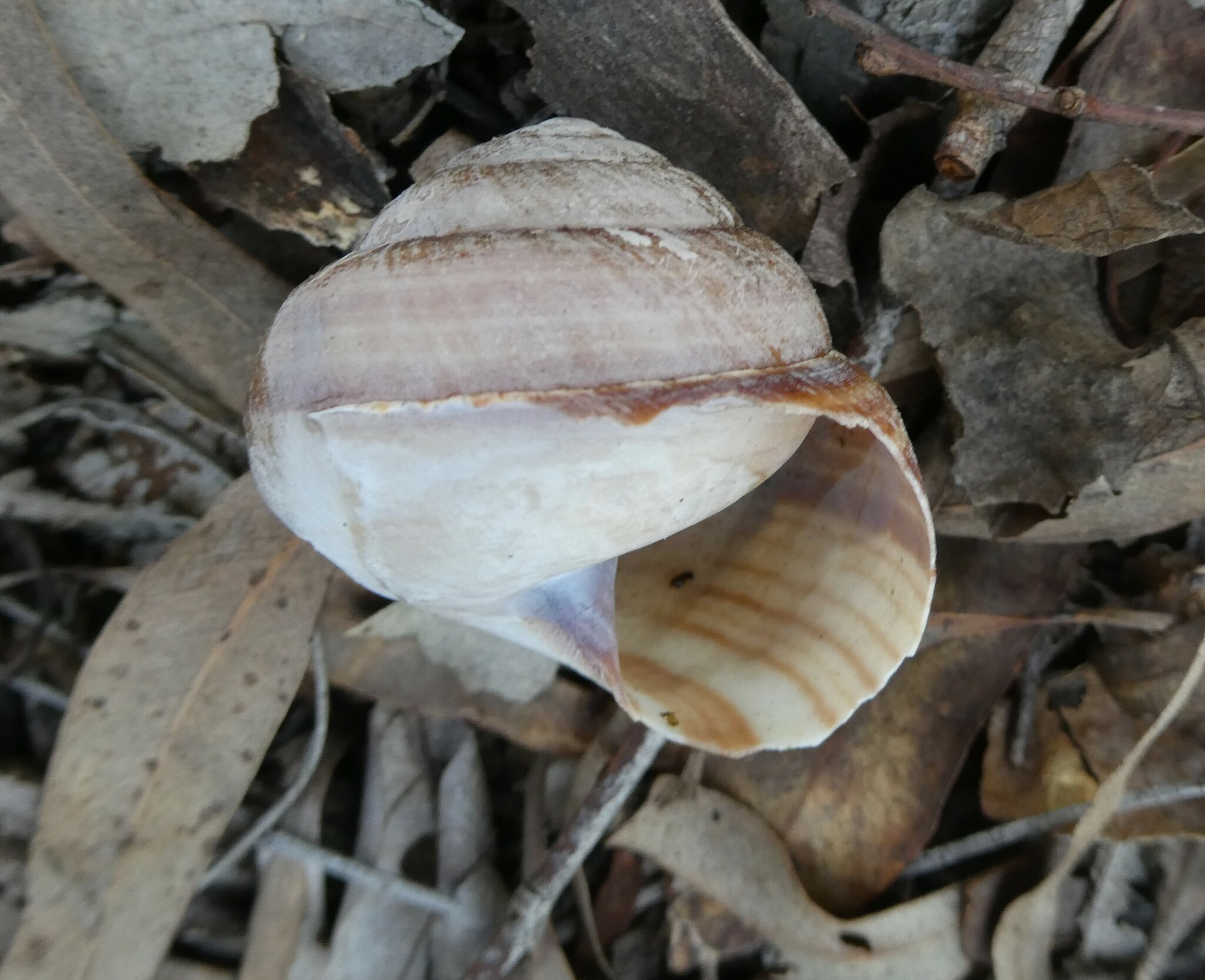 Sphaerospira Mörch, 1867