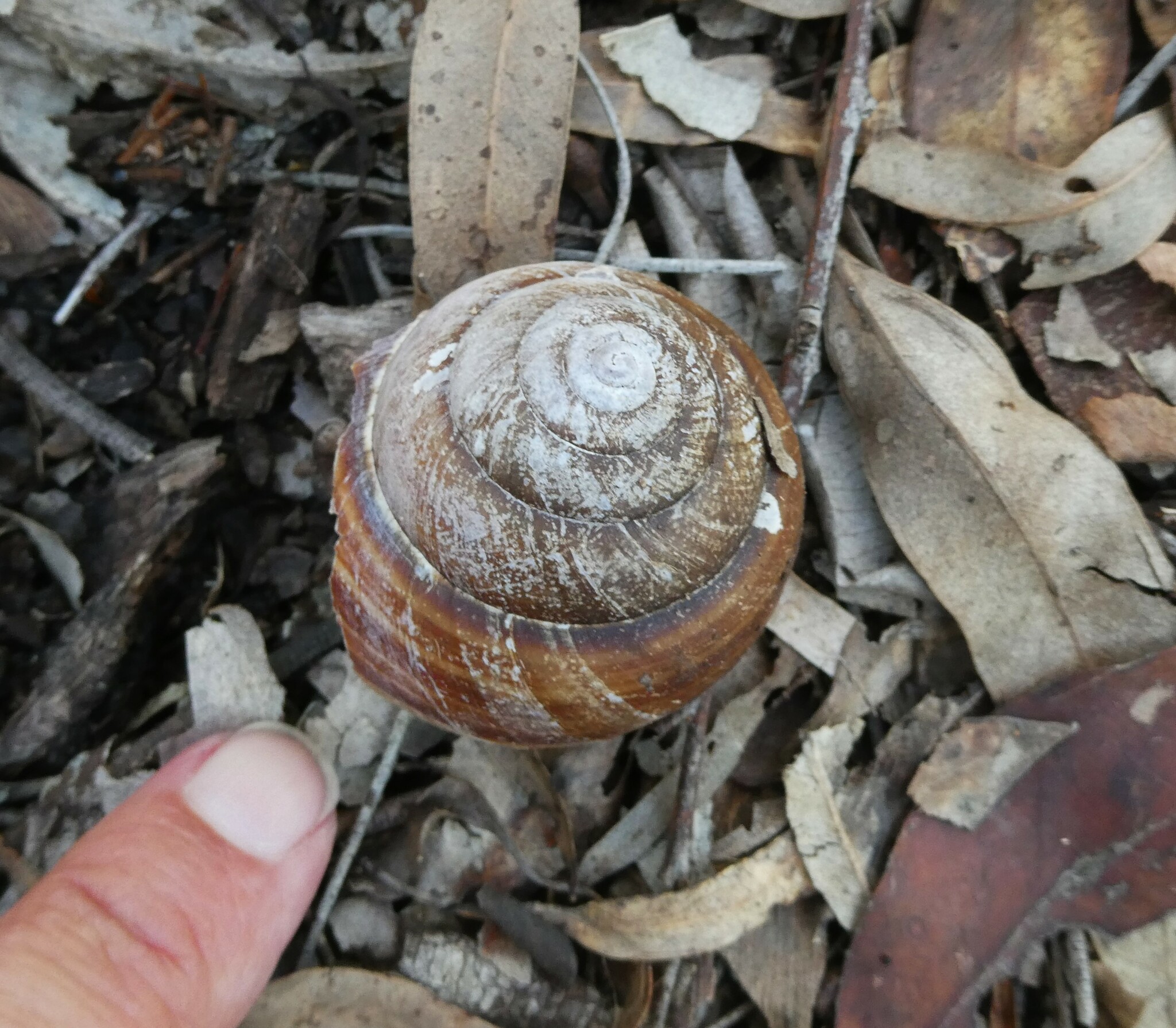 Sphaerospira Mörch, 1867