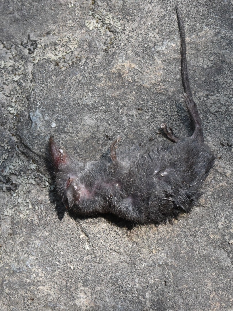 Suncus murinus (Linnaeus, 1766)