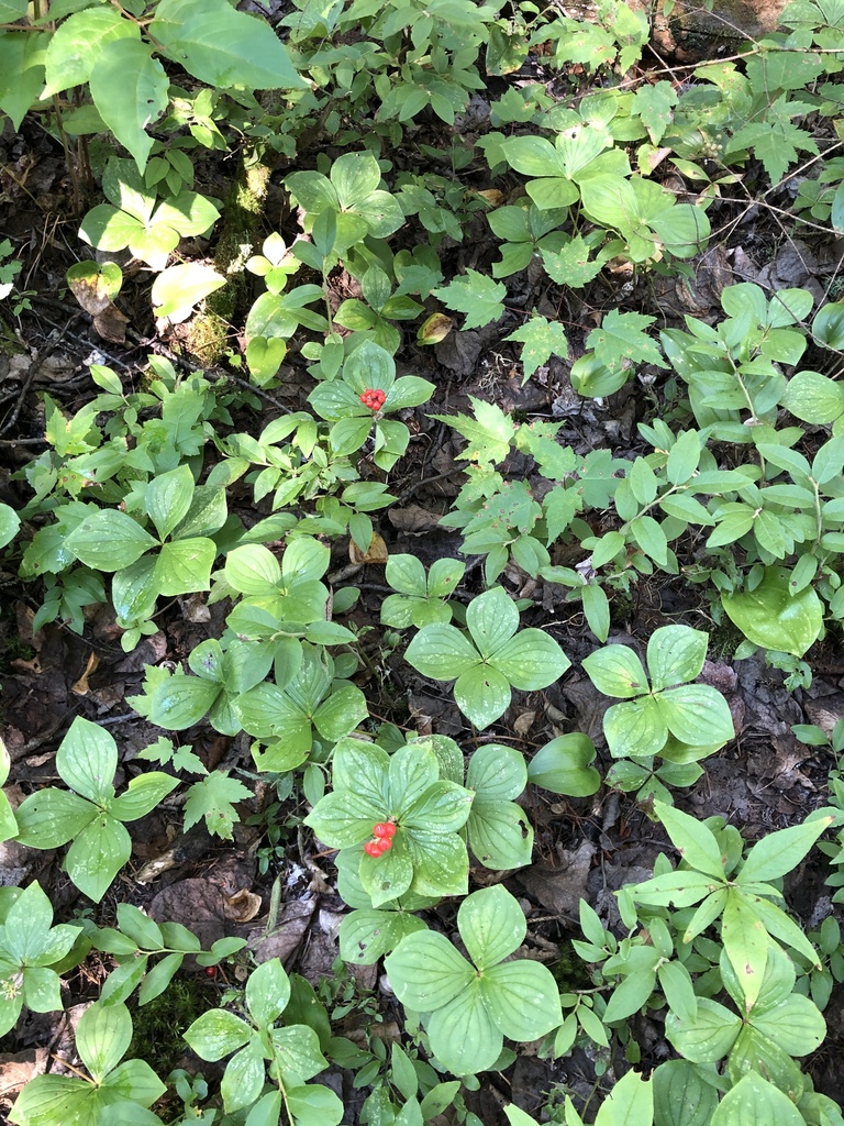 Canadian bunchberry from Ch Baie-Dorval, Laniel, QC, CA on August 16 ...