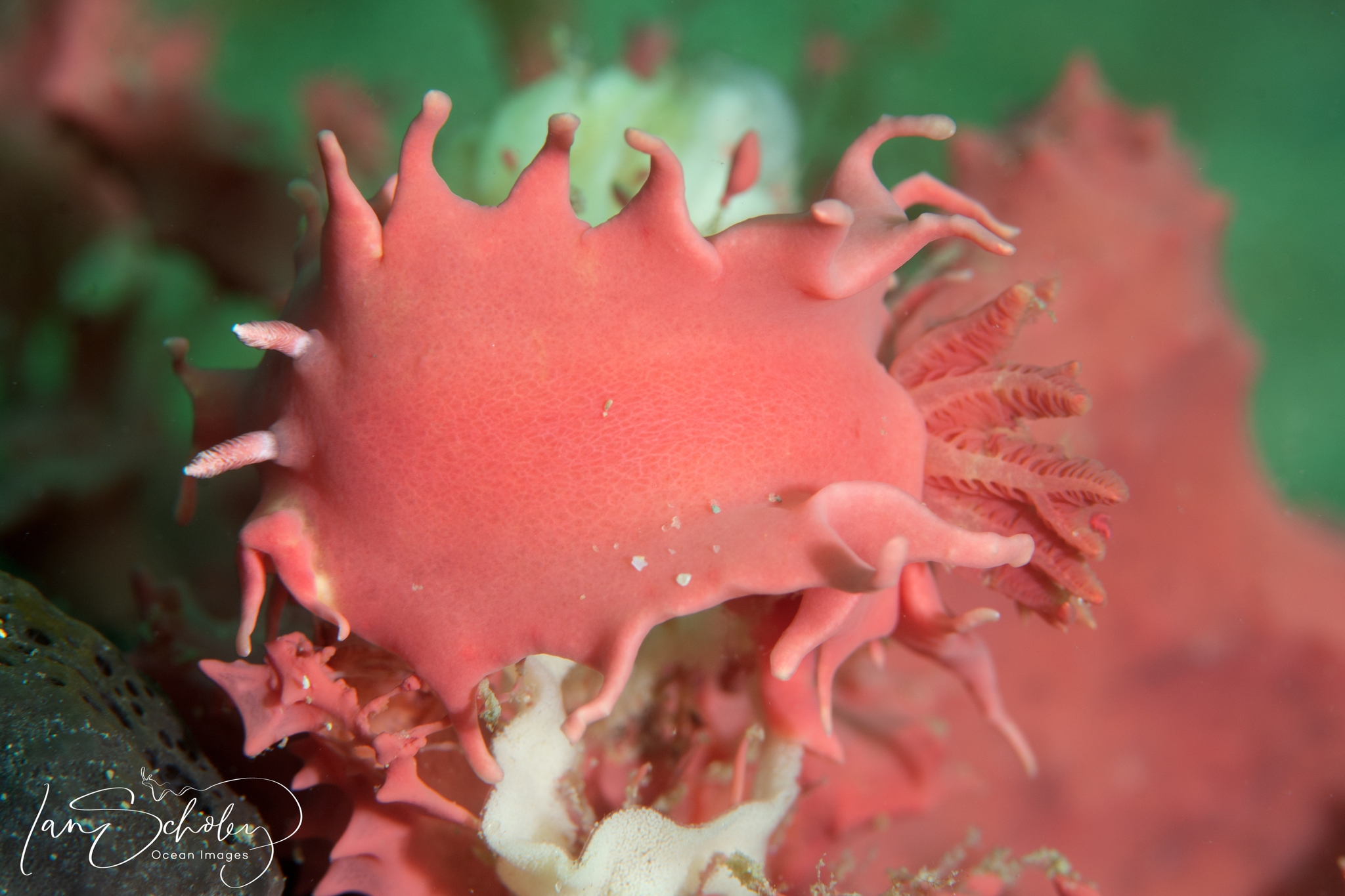 Verconia verconis (Basedow & Hedley, 1905)