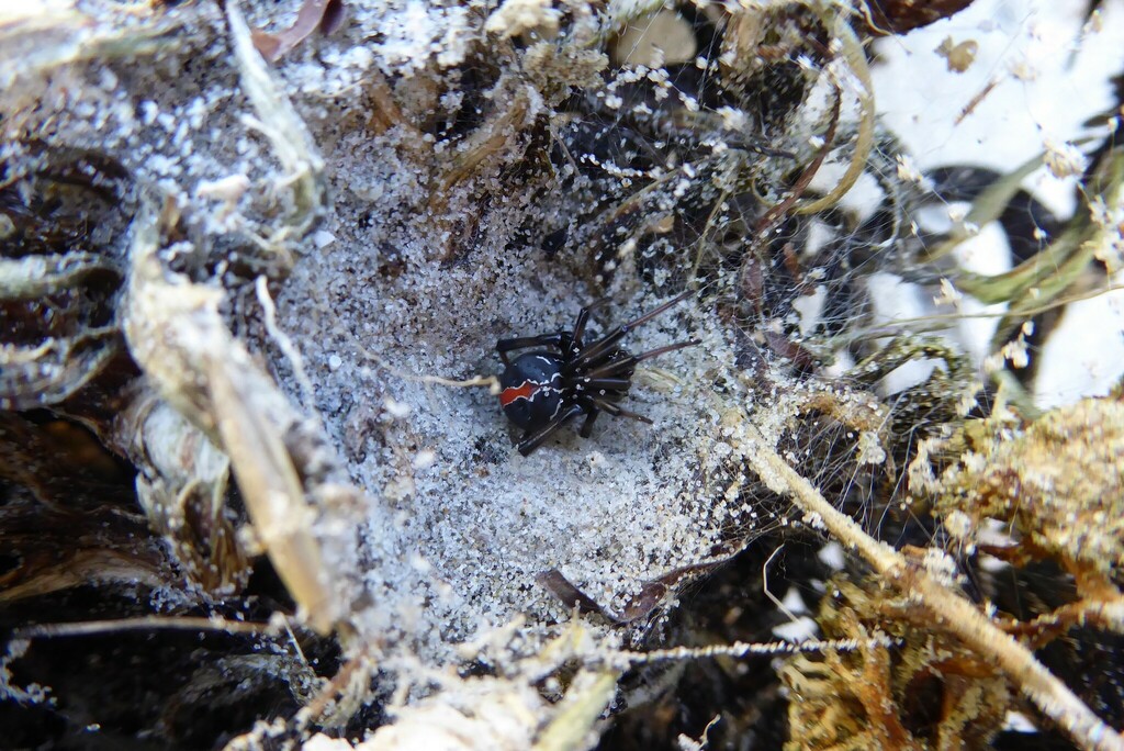 Katipō from Kaunihera a-Rohe o Ōtepoti, Otago, New Zealand on April 07 ...