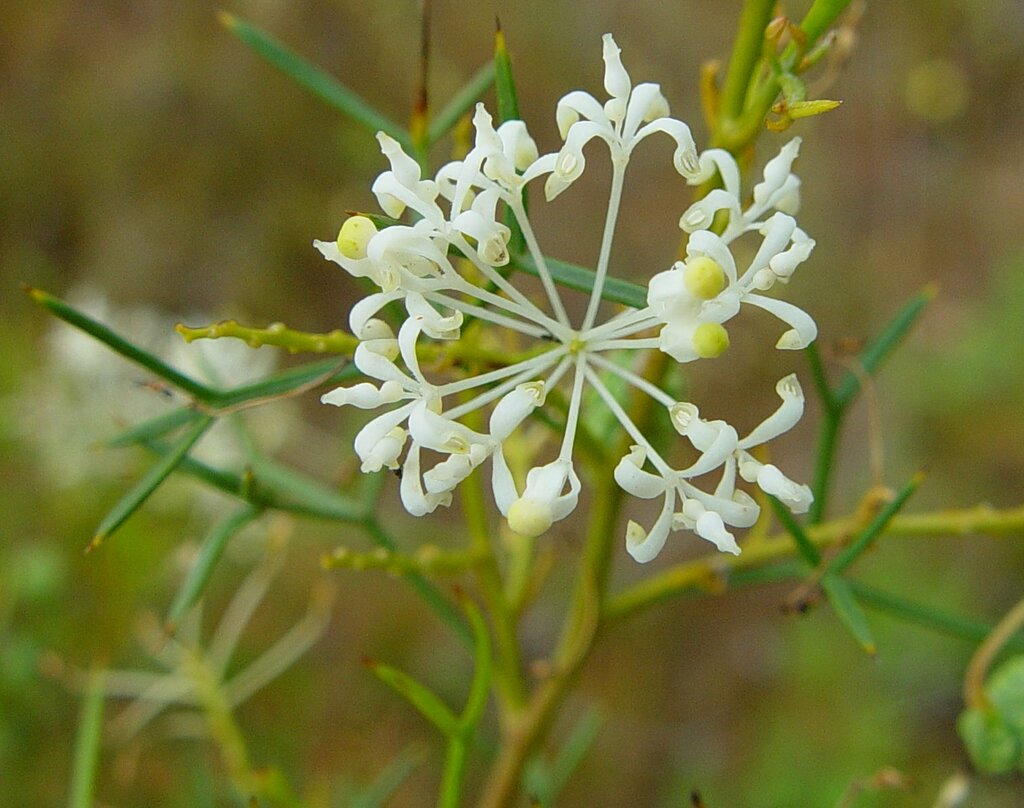 Grevillea paniculata from Bowgada WA 6623, Australia on September 28 ...