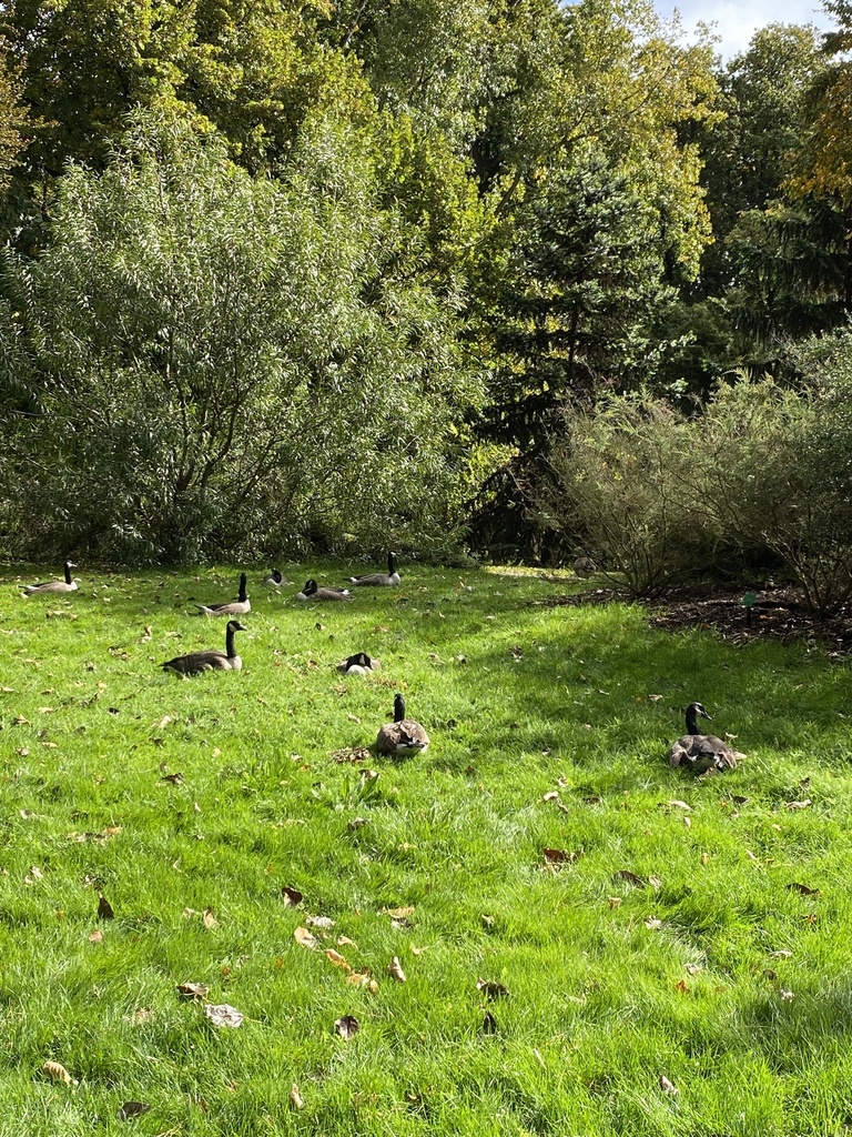 Canada Goose from Christchurch Botanic Gardens, Christchurch ...