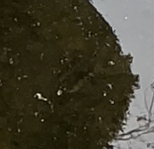 Cherokee Darter in April 2023 by Liszák Kristály · iNaturalist