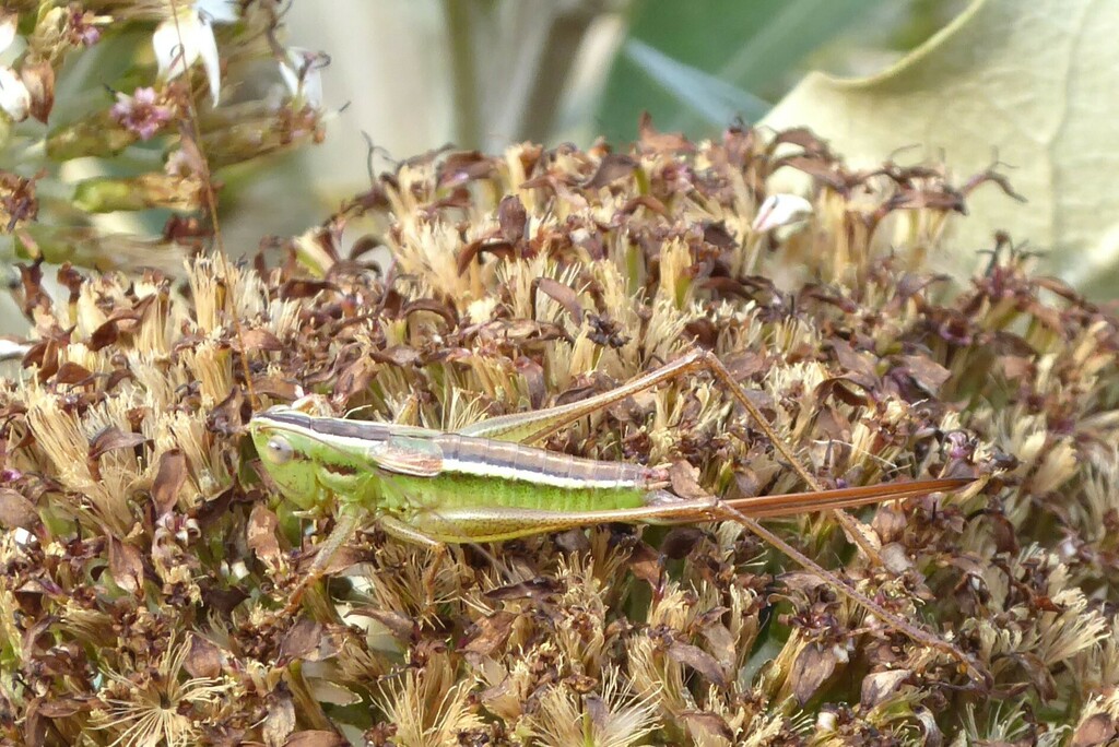 Conocephalus bilineatus from Waikouaiti, New Zealand on April 04, 2023 ...